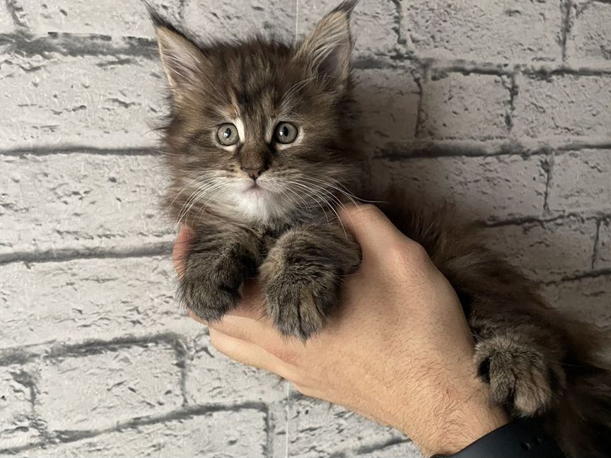 Кошечка мейн-кун