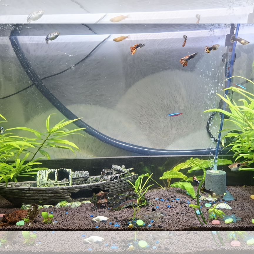 Аквариум с рыбками