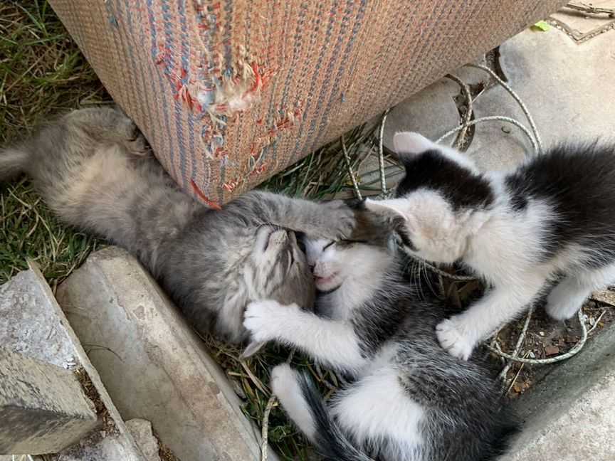 Котята в добрые руки