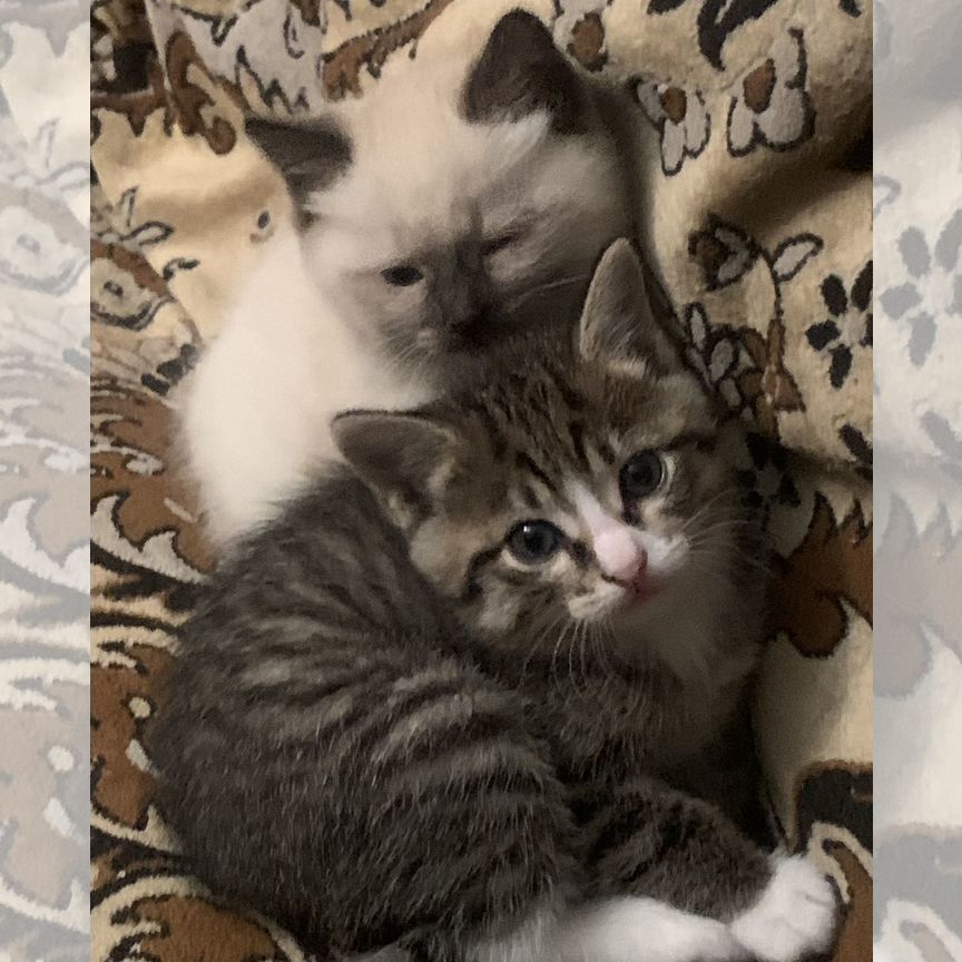 Котёнок в добрые руки