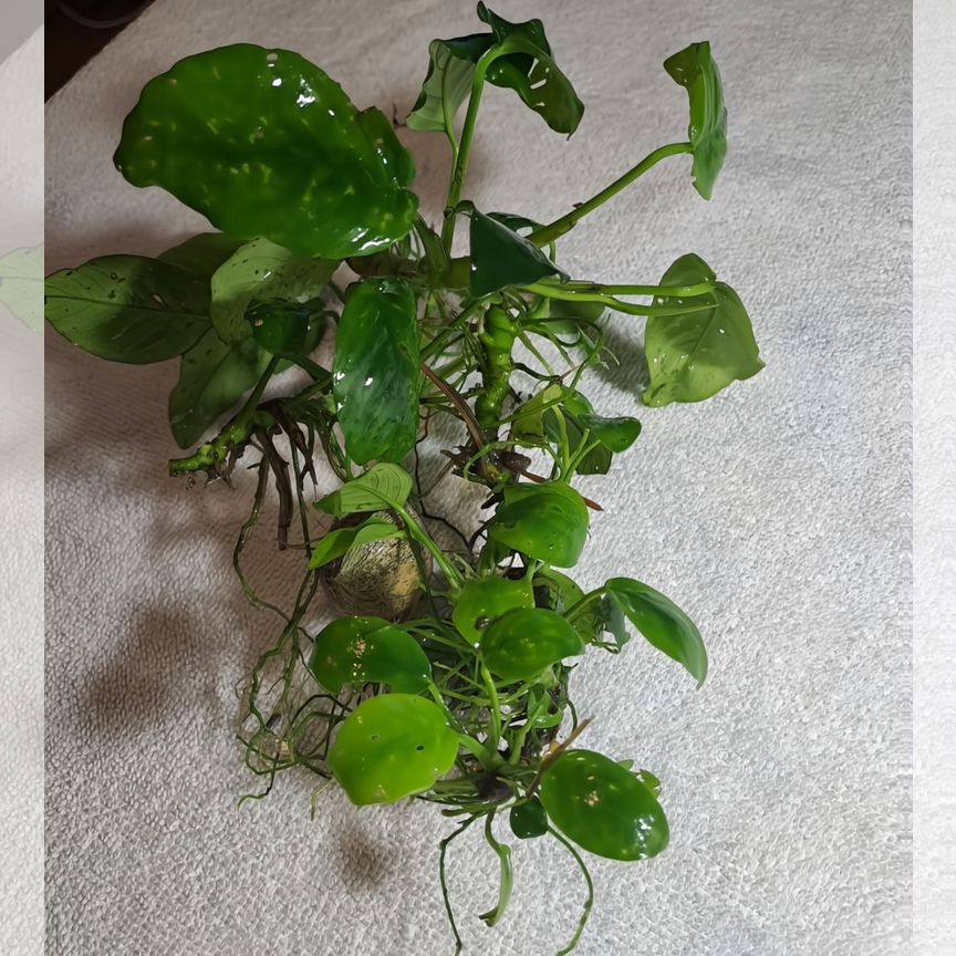 Аквариумное растение