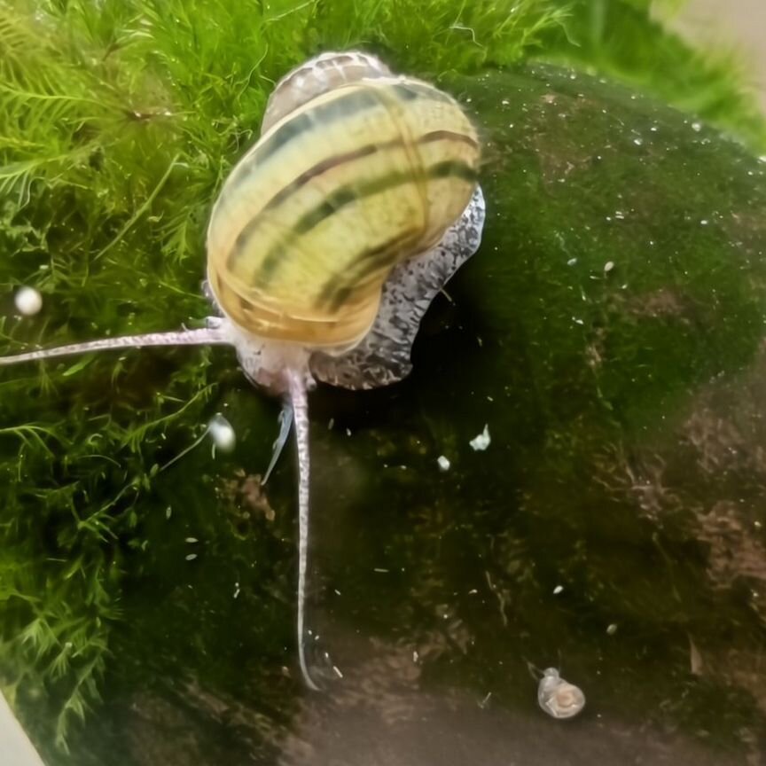 Улитка спикси