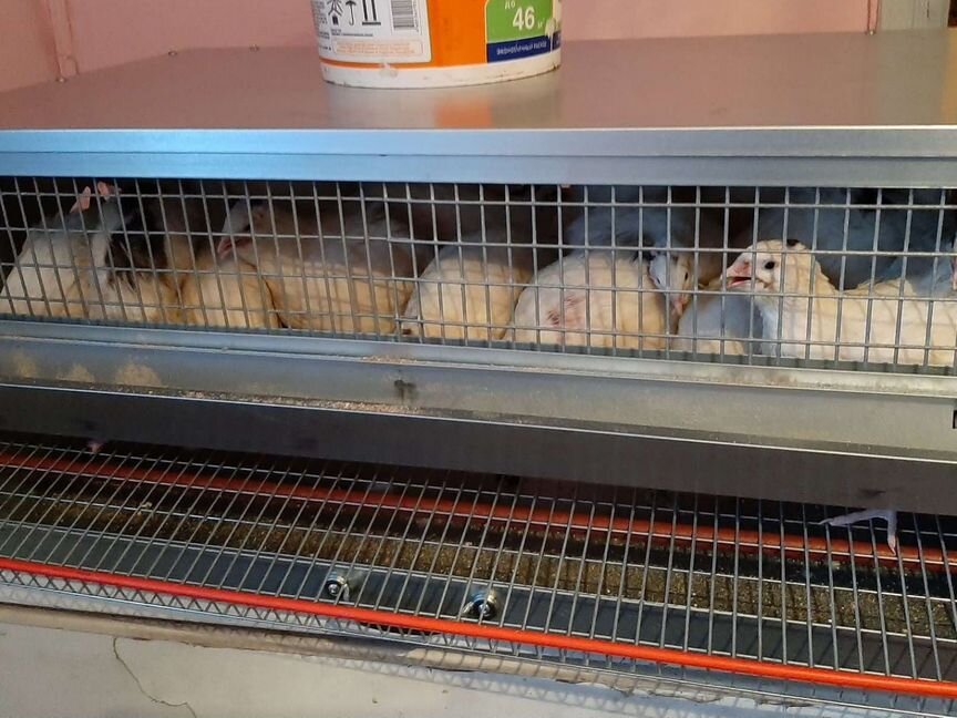 Перепелки пятимесячные, несушки с новой клеткой