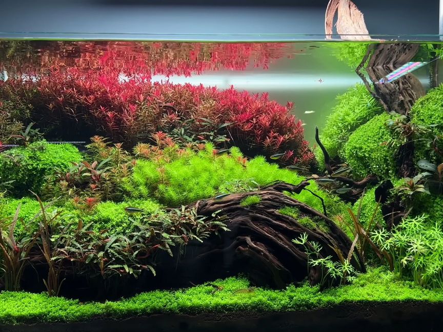 Оформление аквариума,консультации,коряги