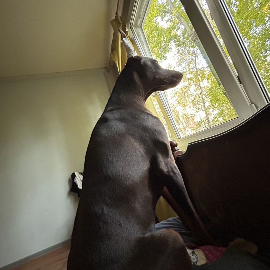 Продам добермана