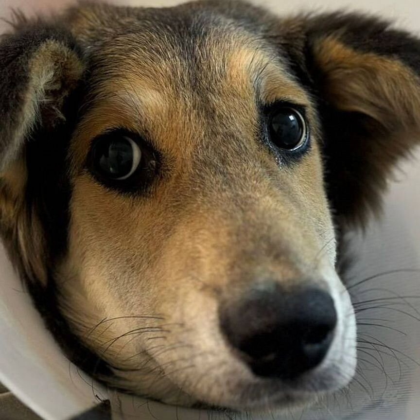 Щенок метис в добрые руки