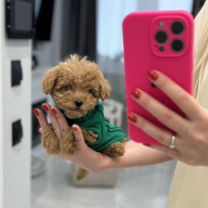 Мини той-пудель щенок девочка