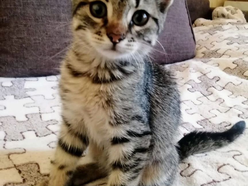 Ласковый котёнок в добрые руки