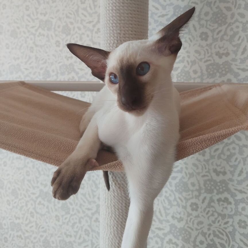 Сиамский котик