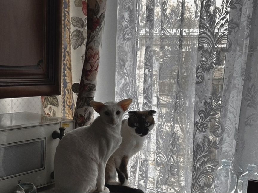 Британская кошка в дар