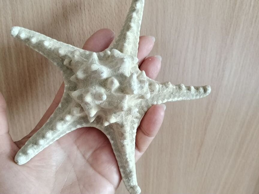 Морская звезда