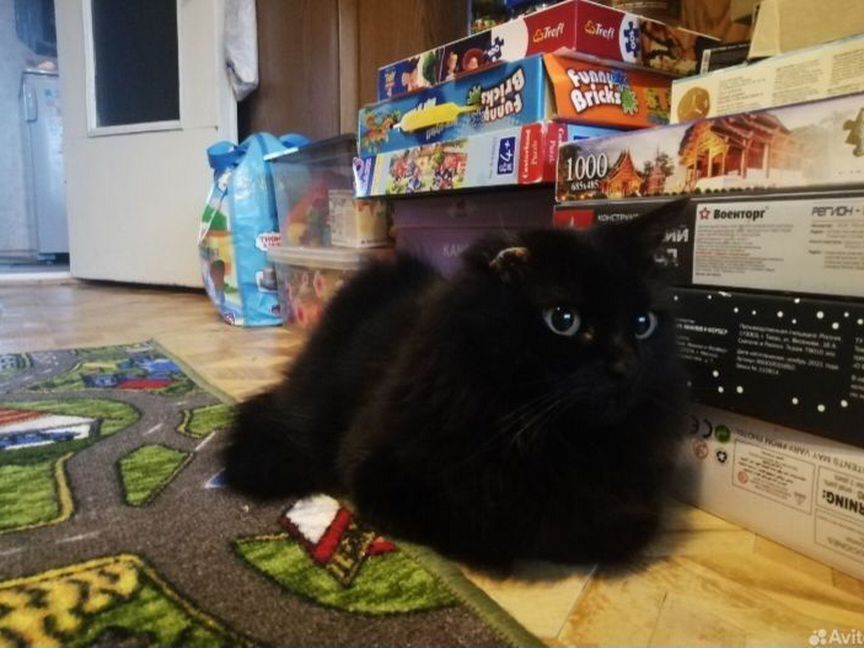 Кошечка в добрые руки бесплатно