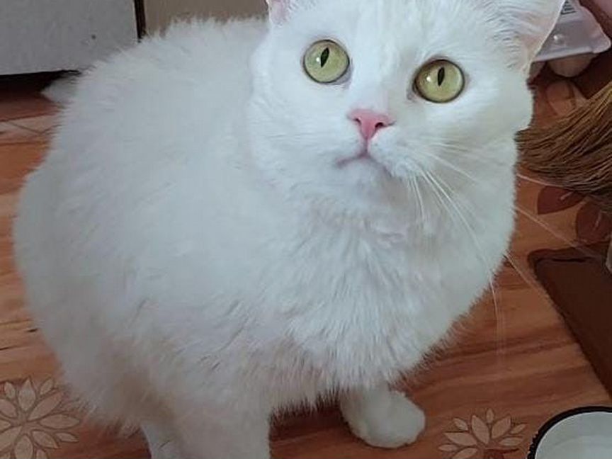 Кошка в добрые руки