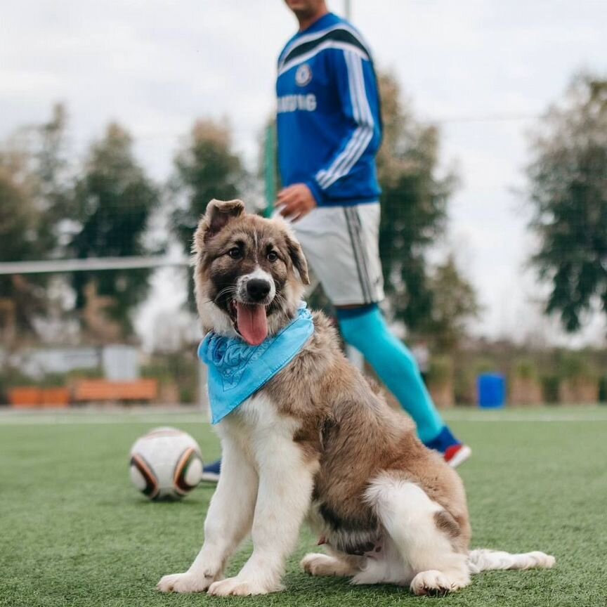 Алмаз собака в добрые руки ищет дом