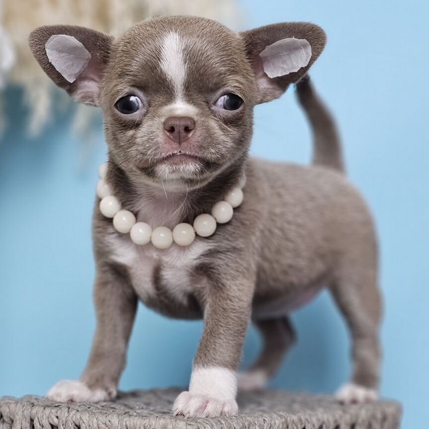 Чихуахуа, щенок