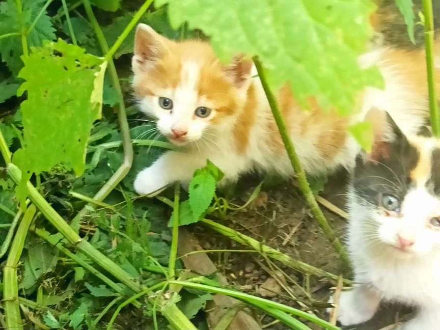 Котята ищут дом