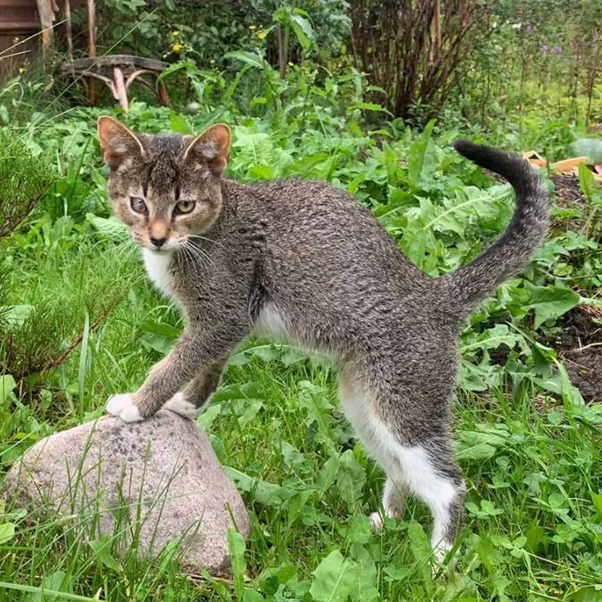Котята в добрые руки бесплатно мальчик