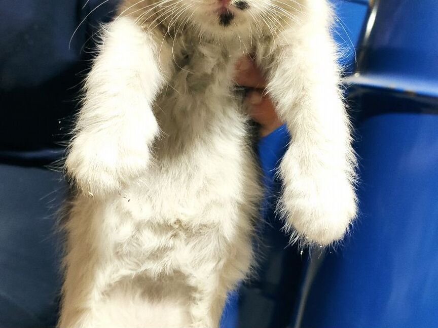 Котята