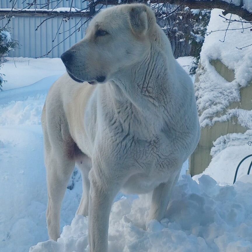 Среднеазиатская овчарка, взрослая собака