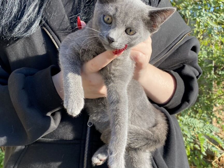 Дымчато-серая кошка 3,5 мес