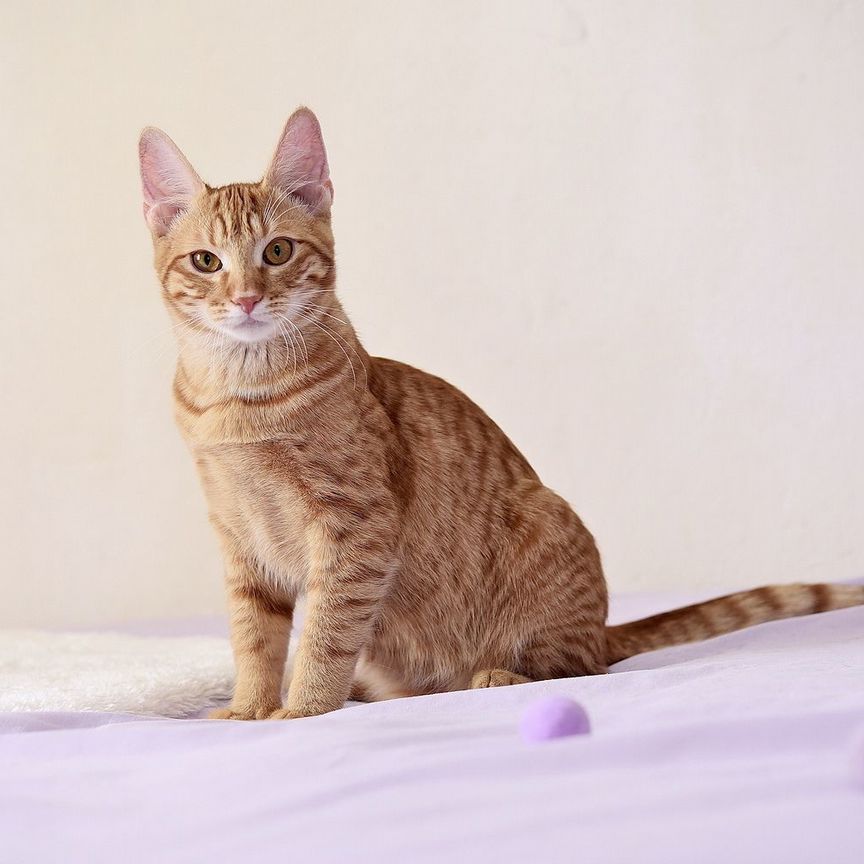 Рыжий котенок Лаврик в дар