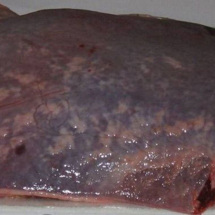 Селезенка говяжья