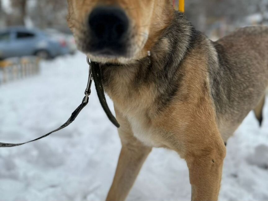 Анфиса ищет семью