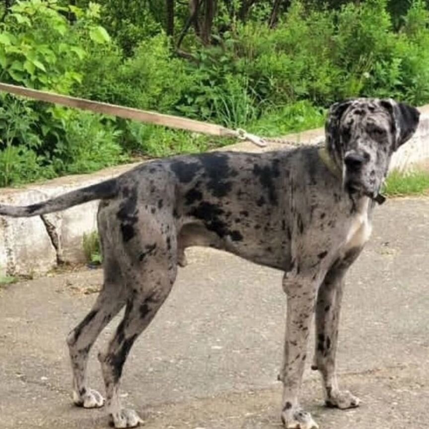 Дог в добрые руки