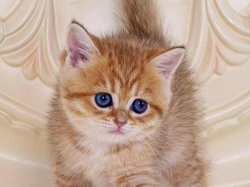 Британские золотые котята