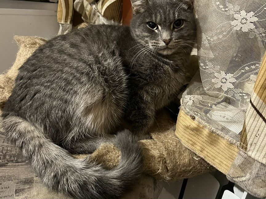 Кошка в дар