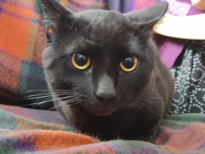Чëрный кот