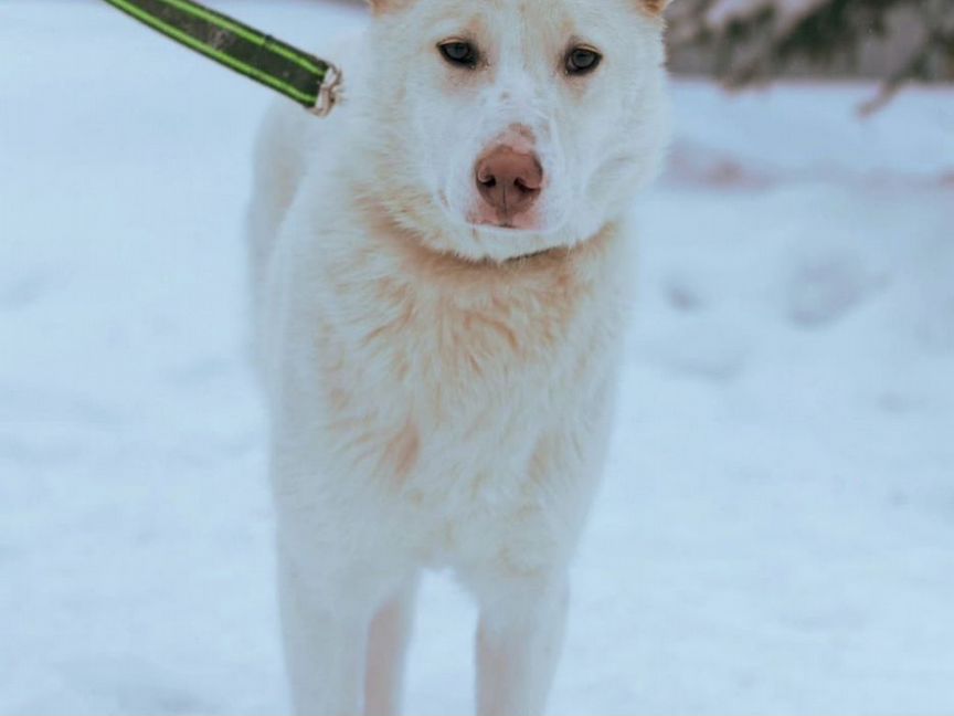 Снежный пес 10 мес