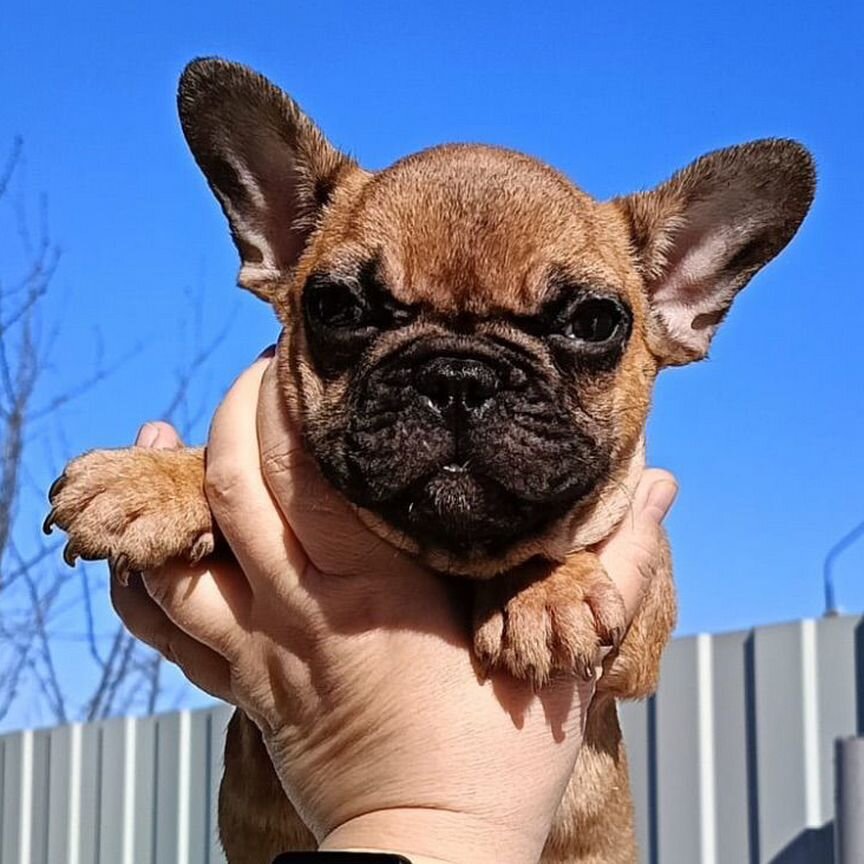 Французский бульдог щенки девочка