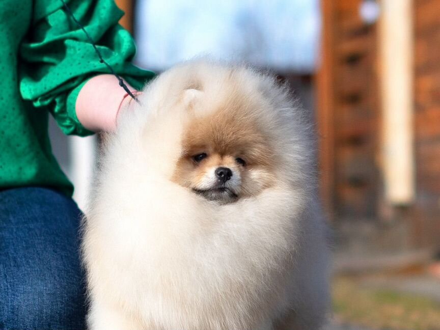 Шикарный мальчик Померанский шпиц