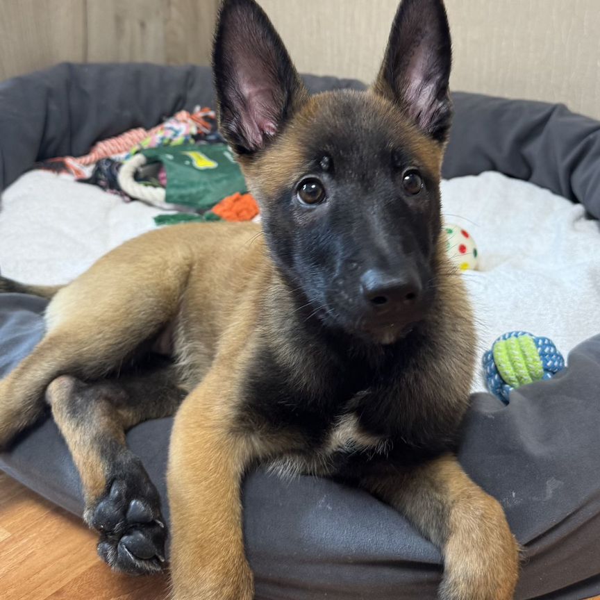 Бельгийская овчарка, щенок