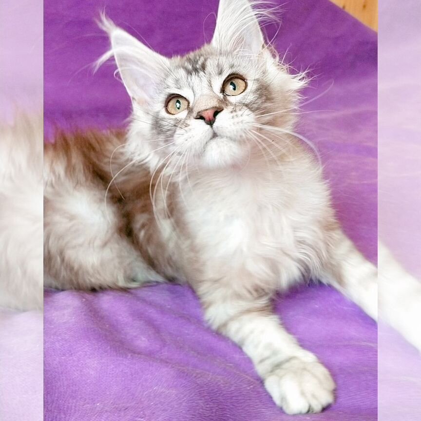 Котята Мейн-кун Питомник