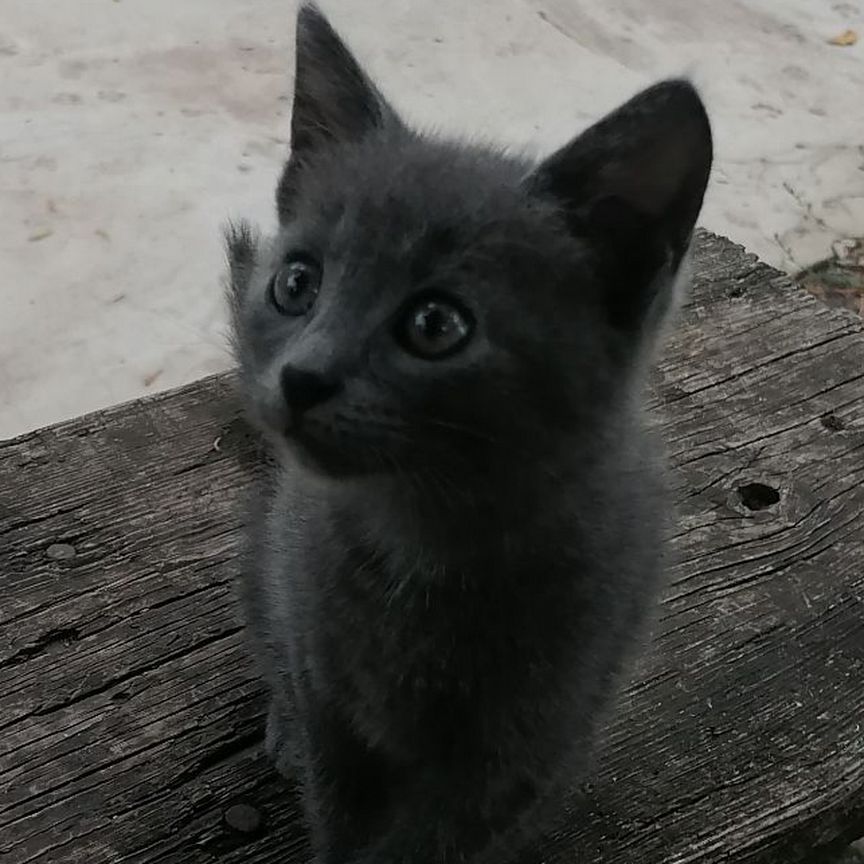 Котята