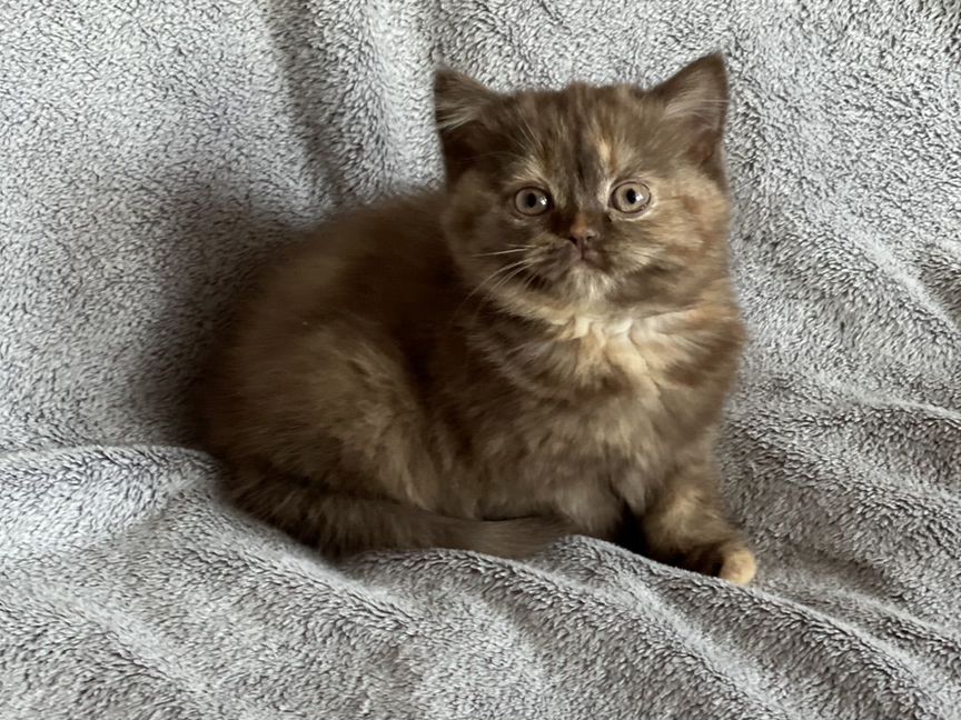 Шотландский котенок с паспортом