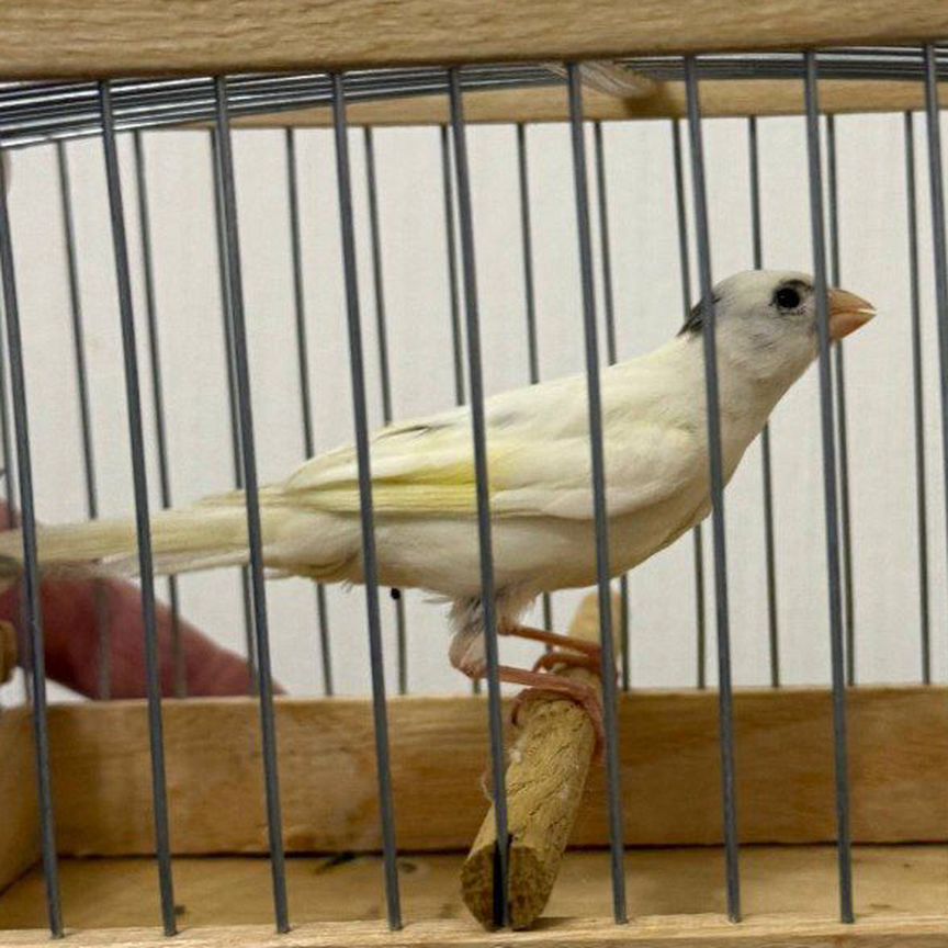 Конарейки конкурсные