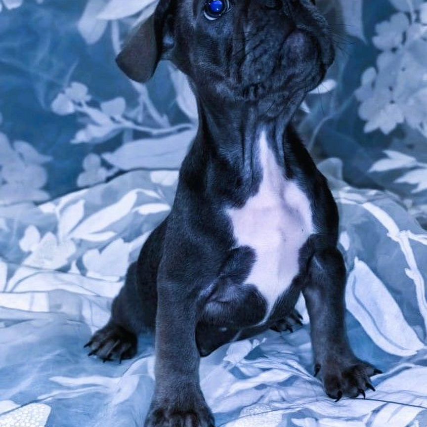 Щенок французского бульдога лиловый