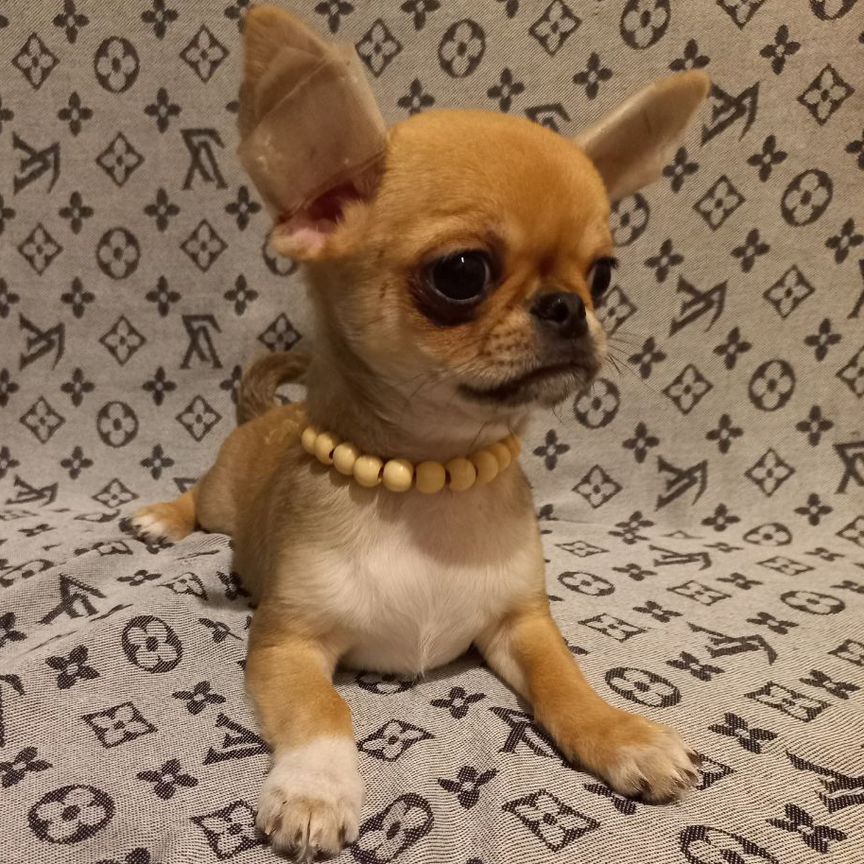 Щенки чихуахуа мини