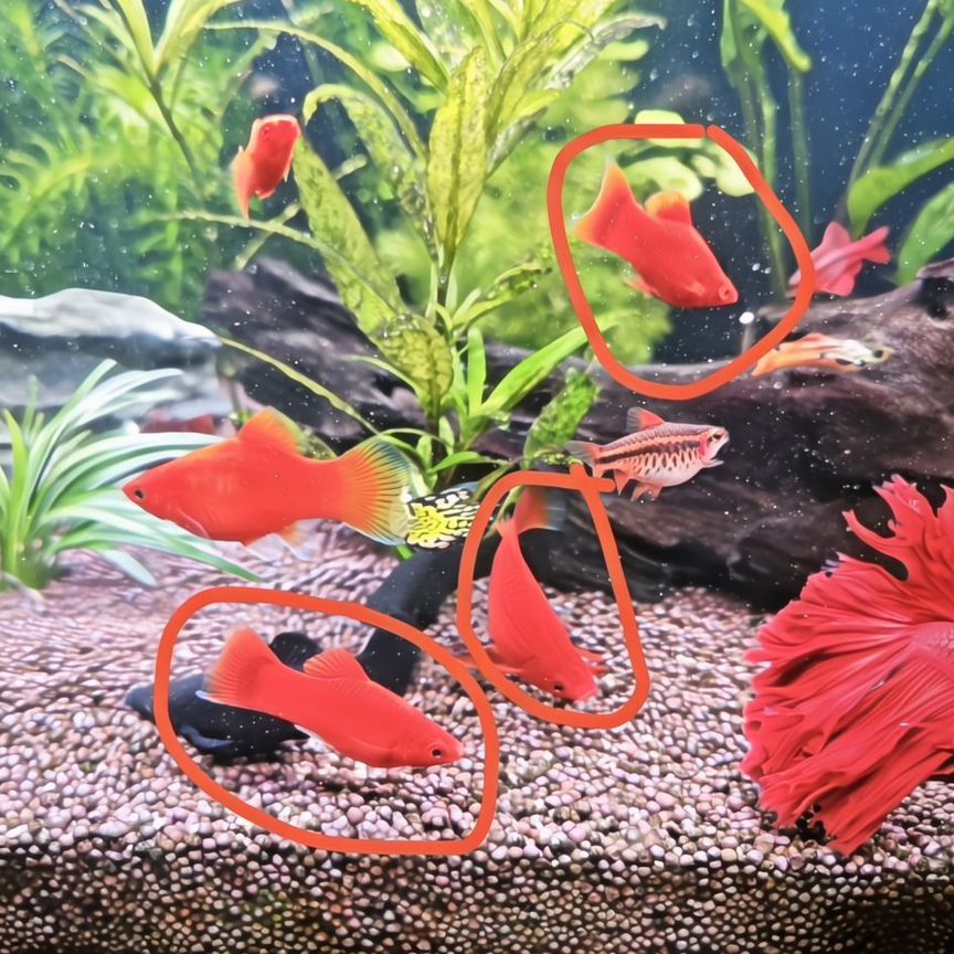 Пицилия красный рубин