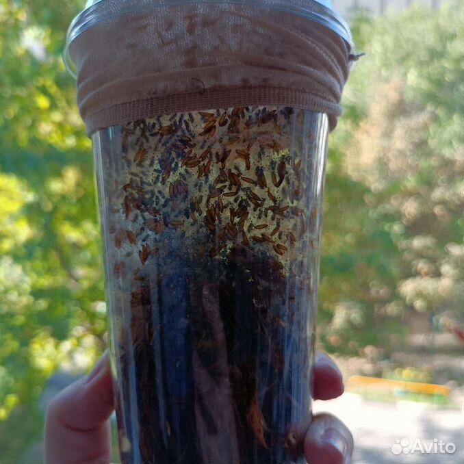 Хидея дрозефила