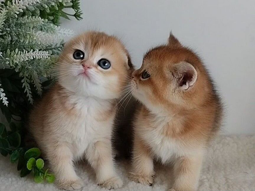 Золотые шотландские котята