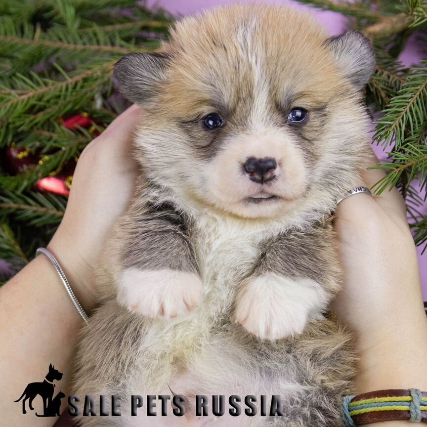 Вельш Корги пемброк. Мальчики и девочки