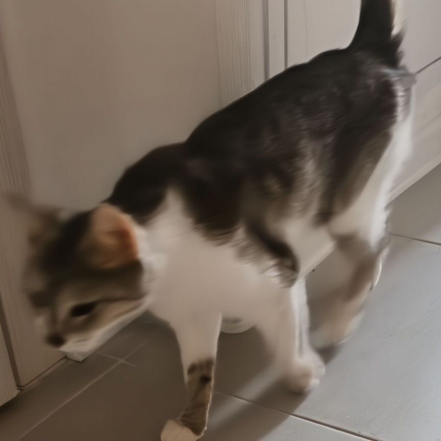 Взрослая, кошка в добрые руки