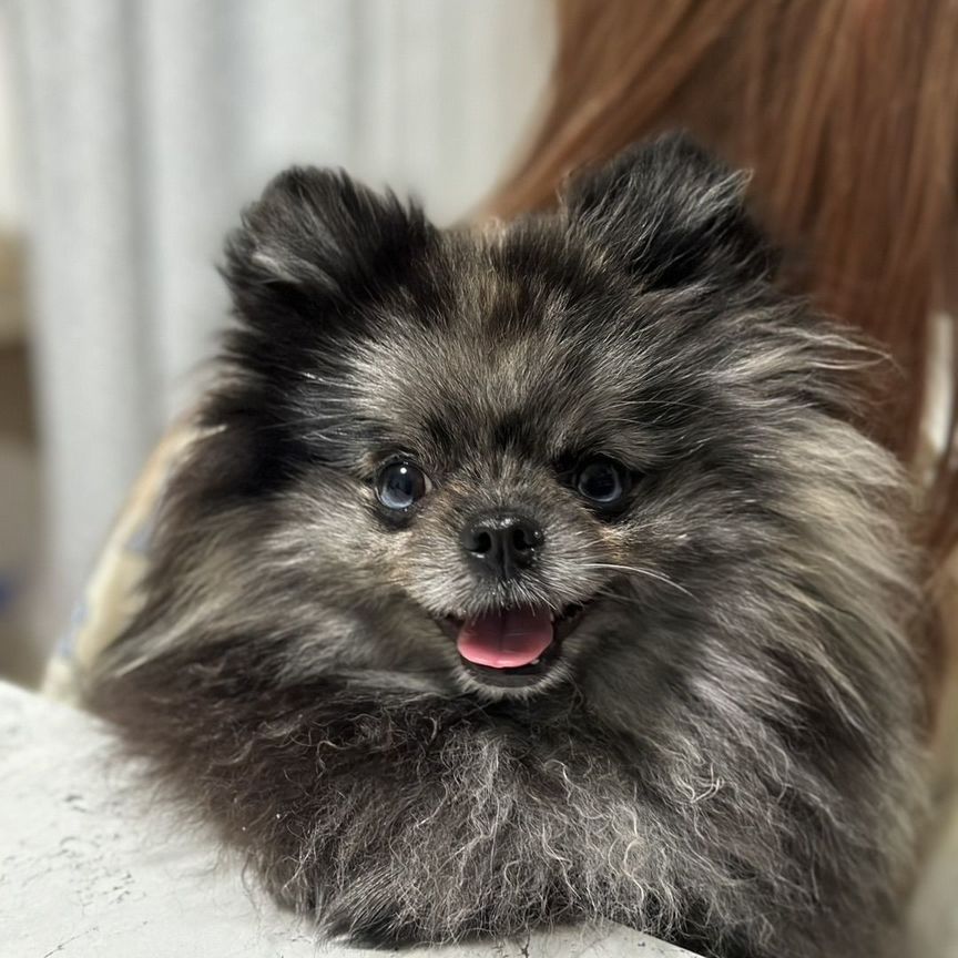 Померанский шпиц