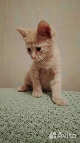 Рыжий котенок