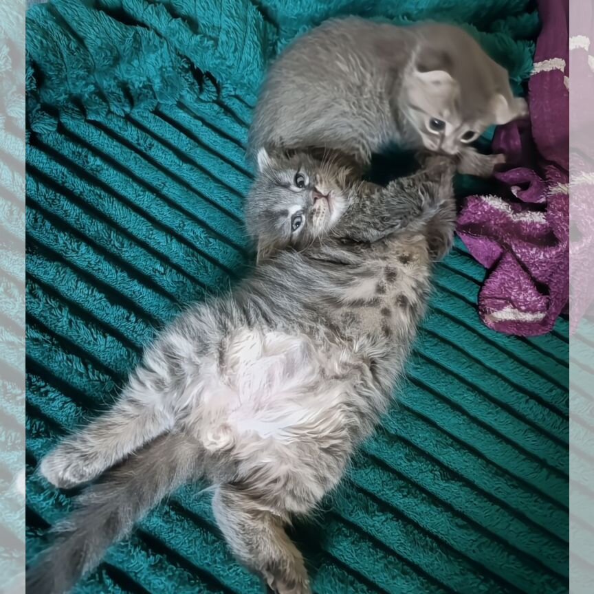 Шотландский вислоухий длинношёрстный котёнок