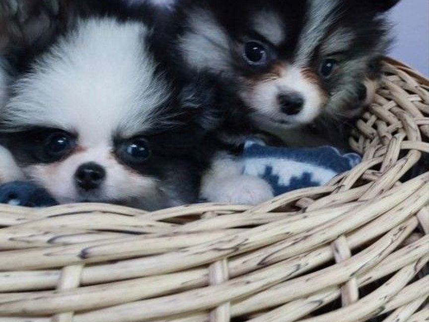 Померанский шпиц мини